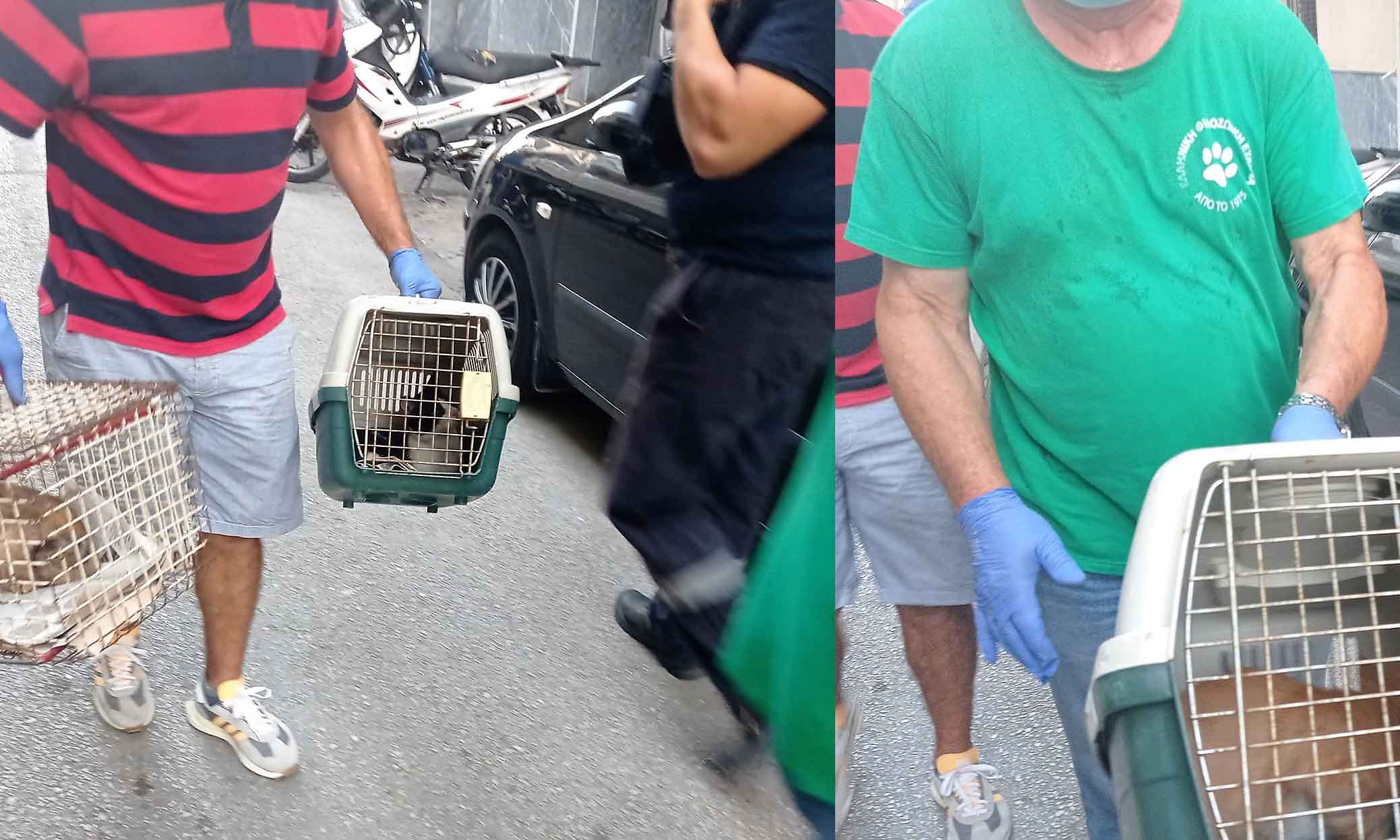 ΕΠΙΧΕΙΡΗΣΗ ΑΠΕΓΚΛΩΒΙΣΜΟΥ ΚΑΙ ΔΙΑΣΩΣΗΣ ΓΑΤΙΩΝ ΣΤΗΝ ΠΕΤΡΟΥΠΟΛΗ - Μαχητής ...